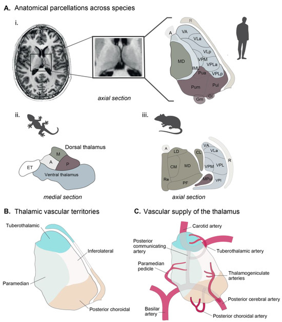 CTN | Free Full-Text | Thalamic Stroke: An Opportunity to Study the ...