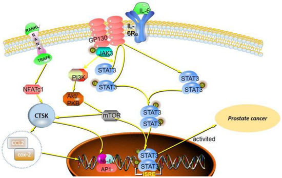 Cathepsin K: A Versatile Potential Biomarker and Therapeutic Target for ...
