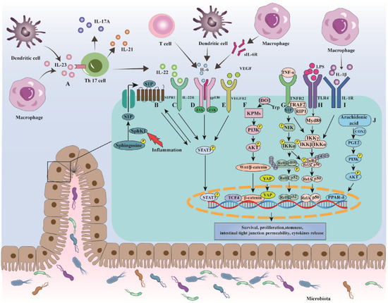 Colorectal Cancer in Ulcerative Colitis: Mechanisms, Surveillance and ...
