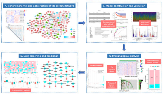 CircRNA-Based Cervical Cancer Prognosis Model, Immunological Validation ...
