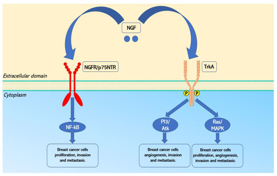 Expression and Signaling Pathways of Nerve Growth Factor (NGF) and Pro ...
