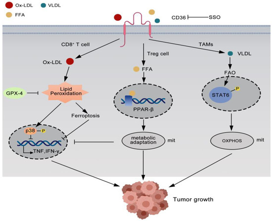 CD36 and Its Role in Regulating the Tumor Microenvironment