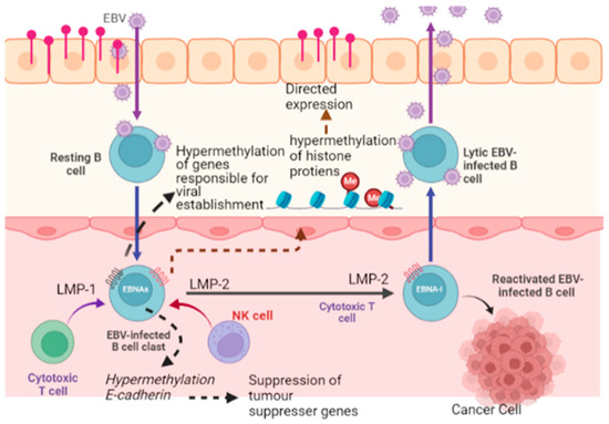 Current Oncology | Free Full-Text | Insight into Oncogenic Viral ...