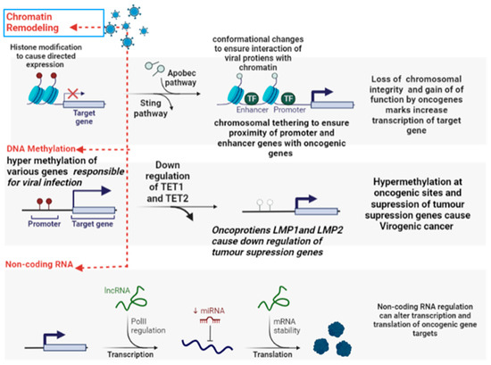 Current Oncology | Free Full-Text | Insight into Oncogenic Viral ...