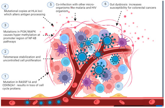 Current Oncology | Free Full-Text | Insight into Oncogenic Viral ...