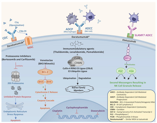 Current Oncology | Free Full-Text | Relapsed/Refractory Multiple Myeloma: A Review of Available ...