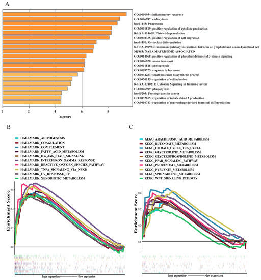 A Novel Fatty Acid Metabolism-Associated Risk Model for Prognosis Prediction in Acute Myeloid ...