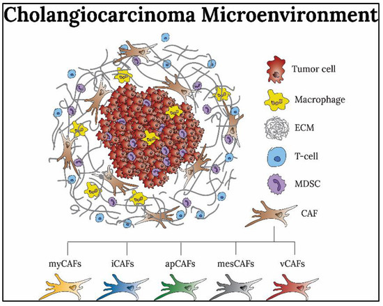 Cancer-Associated Fibroblasts and Extracellular Matrix: Therapeutical Strategies for Modulating ...