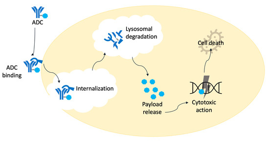‘Targeting’ Improved Outcomes with Antibody-Drug Conjugates in Non ...