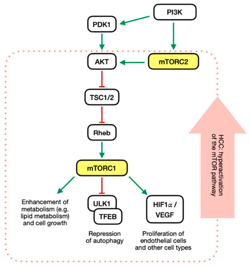 The Role of mTOR Inhibitors after Liver Transplantation for Hepatocellular Carcinoma
