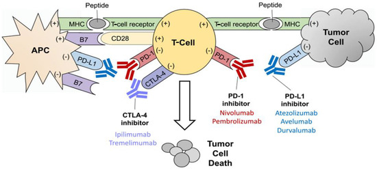 Current Landscape of Immune Checkpoint Inhibitor Therapy for Hepatocellular Carcinoma