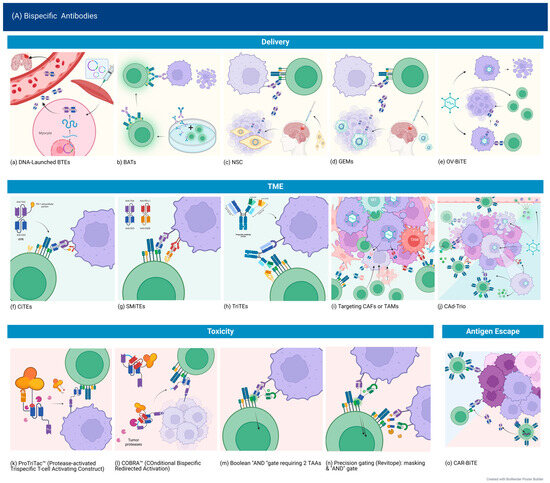 Current Oncology | Free Full-Text | Bispecific T-Cell Engagers and Chimeric Antigen Receptor T ...