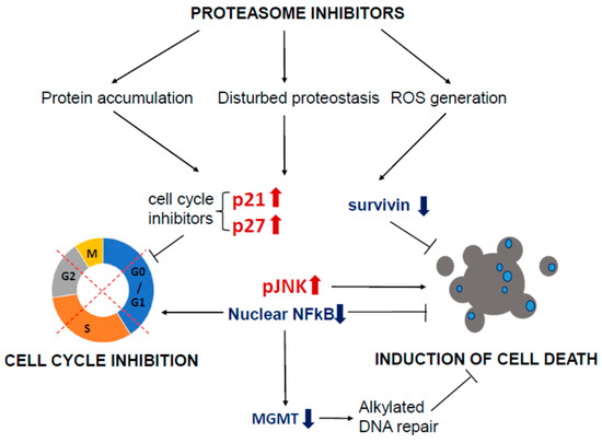 Proteasome Inhibitors against Glioblastoma—Overview of Molecular ...
