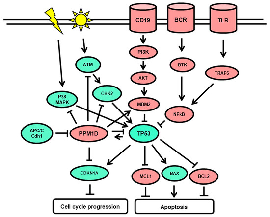 Current Oncology | Free Full-Text | Low-Frequency PPM1D Gene Mutations Affect Treatment Response ...