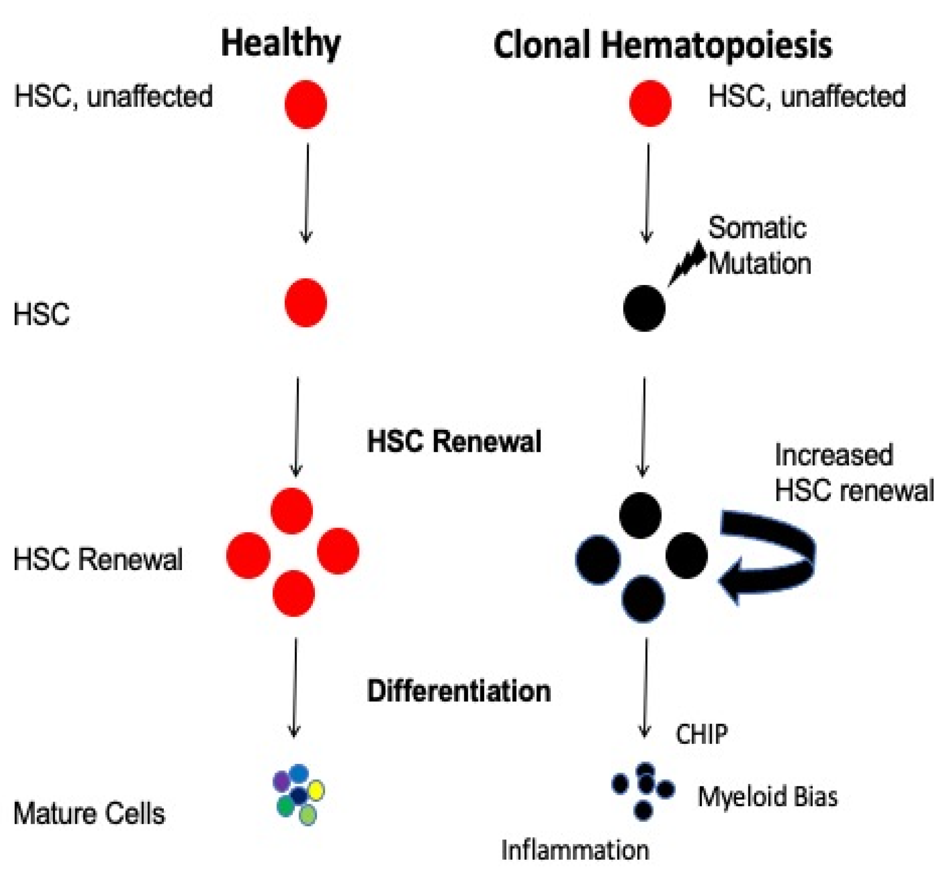 Current Oncology Free Full Text Homing And Engraftment Of Hematopoietic Stem Cells Following