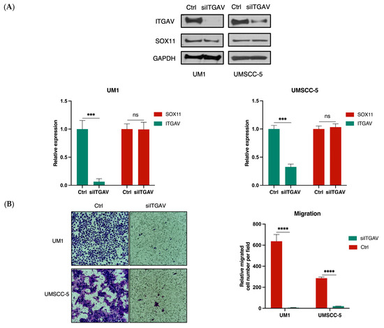 ITGAV Promotes the Progression of Head and Neck Squamous Cell Carcinoma