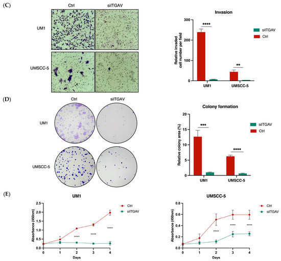 ITGAV Promotes the Progression of Head and Neck Squamous Cell Carcinoma