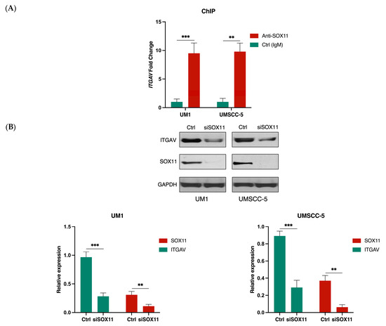 ITGAV Promotes the Progression of Head and Neck Squamous Cell Carcinoma