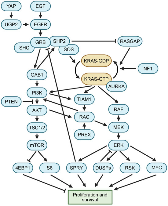 KRAS: Biology, Inhibition, and Mechanisms of Inhibitor Resistance