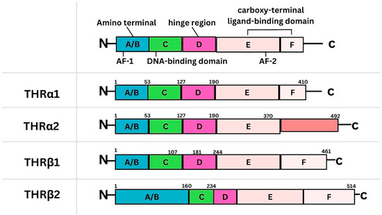 The Significance of Thyroid Hormone Receptors in Breast Cancer: A ...