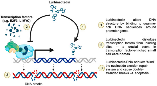 Durable Objective Response to Lurbinectedin in Small Cell Bladder ...