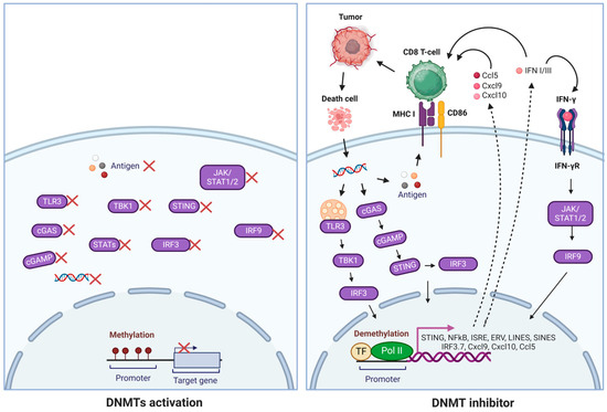 The Role of the DNA Methyltransferase Family and the Therapeutic ...
