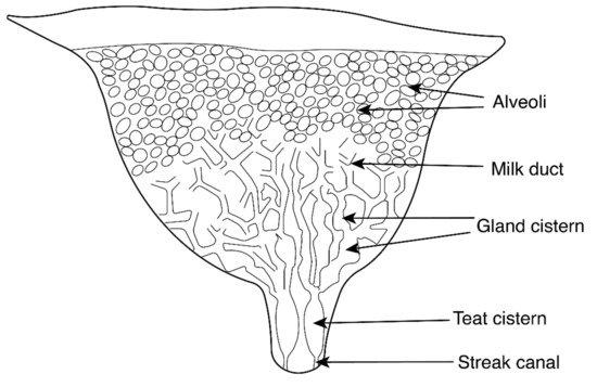 Dairy | An Open Access Journal from MDPI