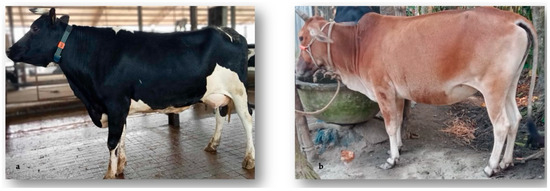 A Comparison between Crossbred (Holstein × Local Cattle) and Bangladeshi Local Cattle for Body ...