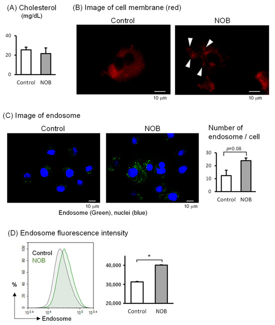 Nobiletin Regulates Lysosome Function in Bovine Endometrial Epithelial ... Nobiletin Regulates Lysosome Function in Bovine Endometrial Epithelial ...