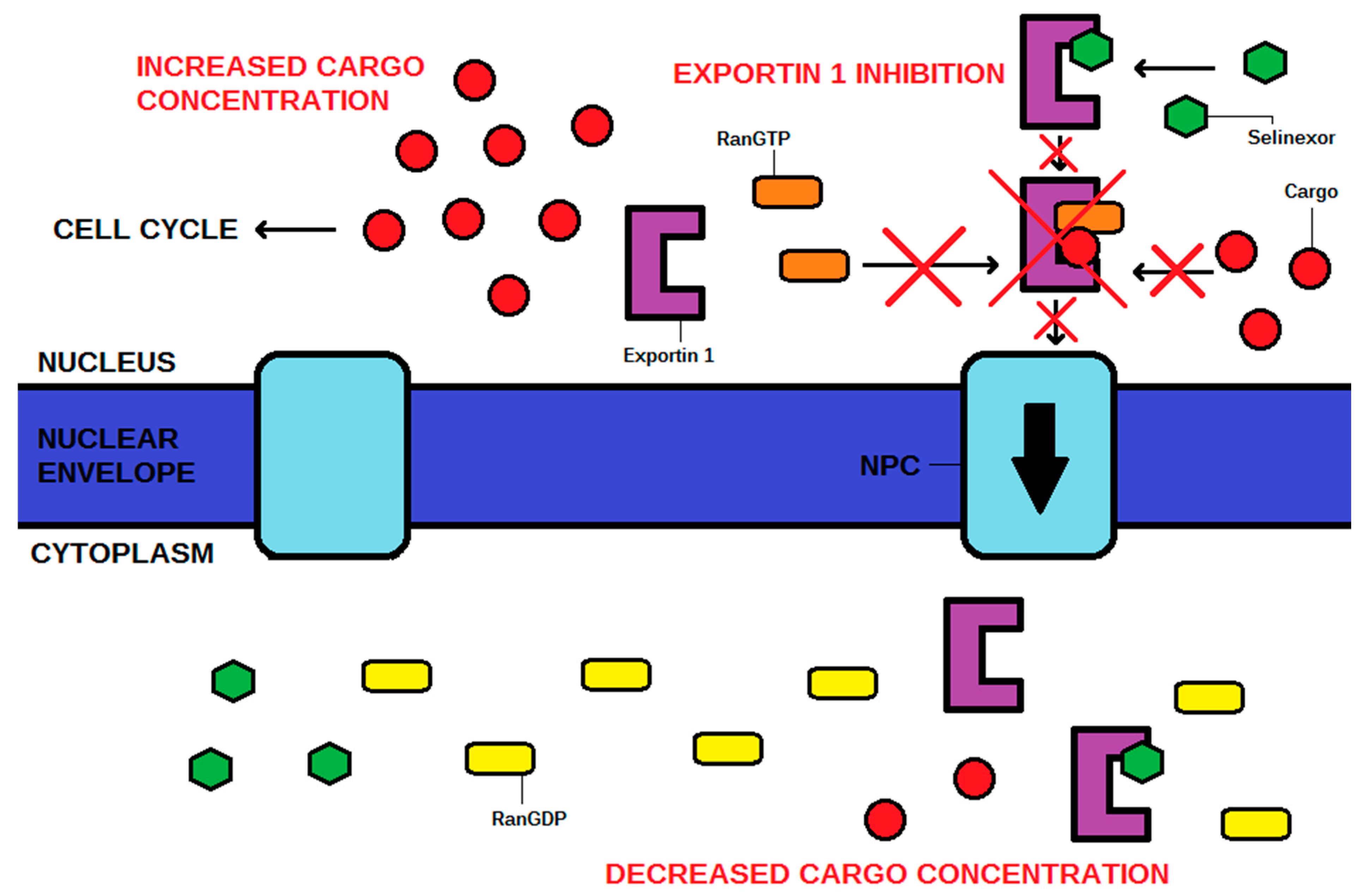 Selinexor and Other Selective Inhibitors of Nuclear Export (SINEs)—A Novel Approach to Target ...