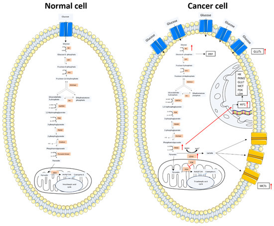 Unmasking the Warburg Effect: Unleashing the Power of Enzyme Inhibitors ...