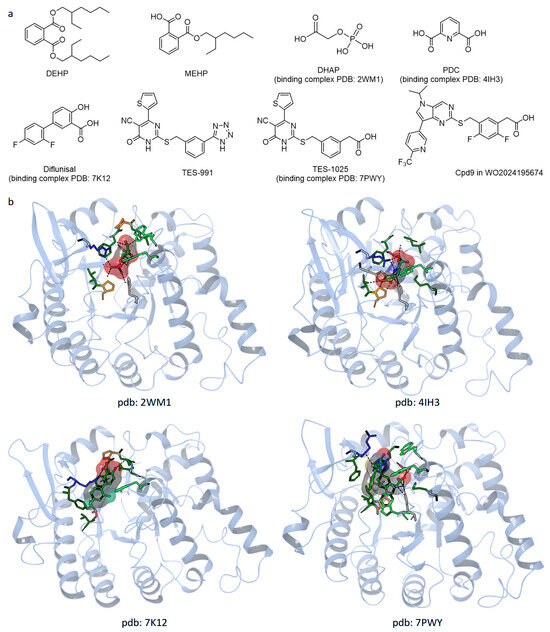 Therapeutic Potential of ACMSD Inhibitors in NAD+ Deficient Diseases
