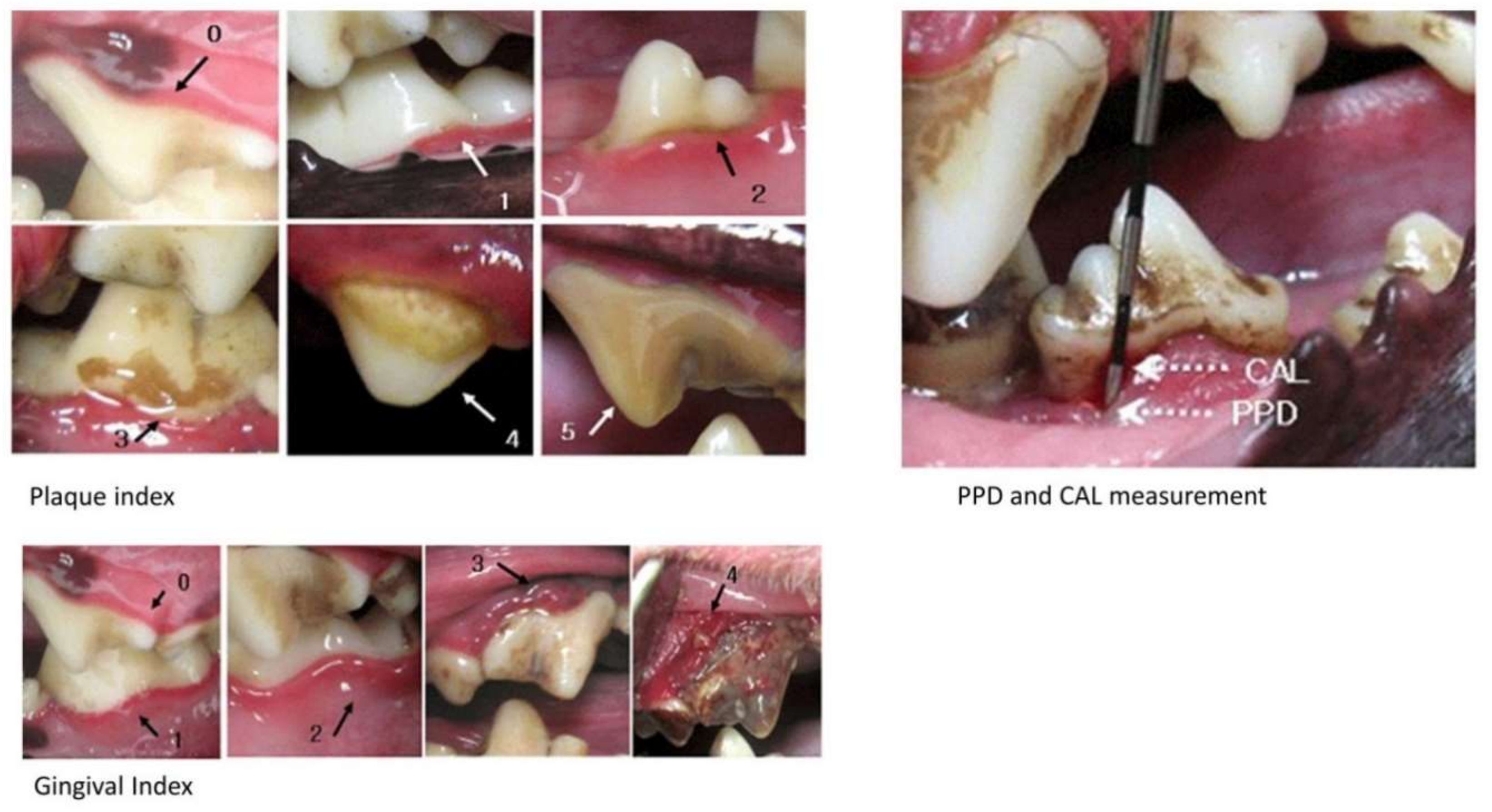 Earth Clinic Periodontal Disease - The Earth Images Revimage.Org Earth Clinic Periodontal Disease - The Earth Images Revimage.Org