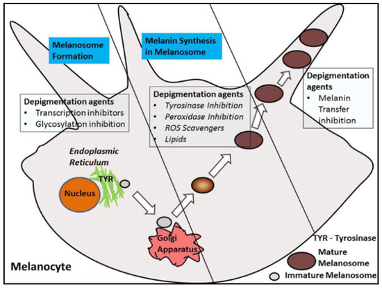 Dentistry Journal | Free Full-Text | Laser-Assisted Depigmentation—An ...