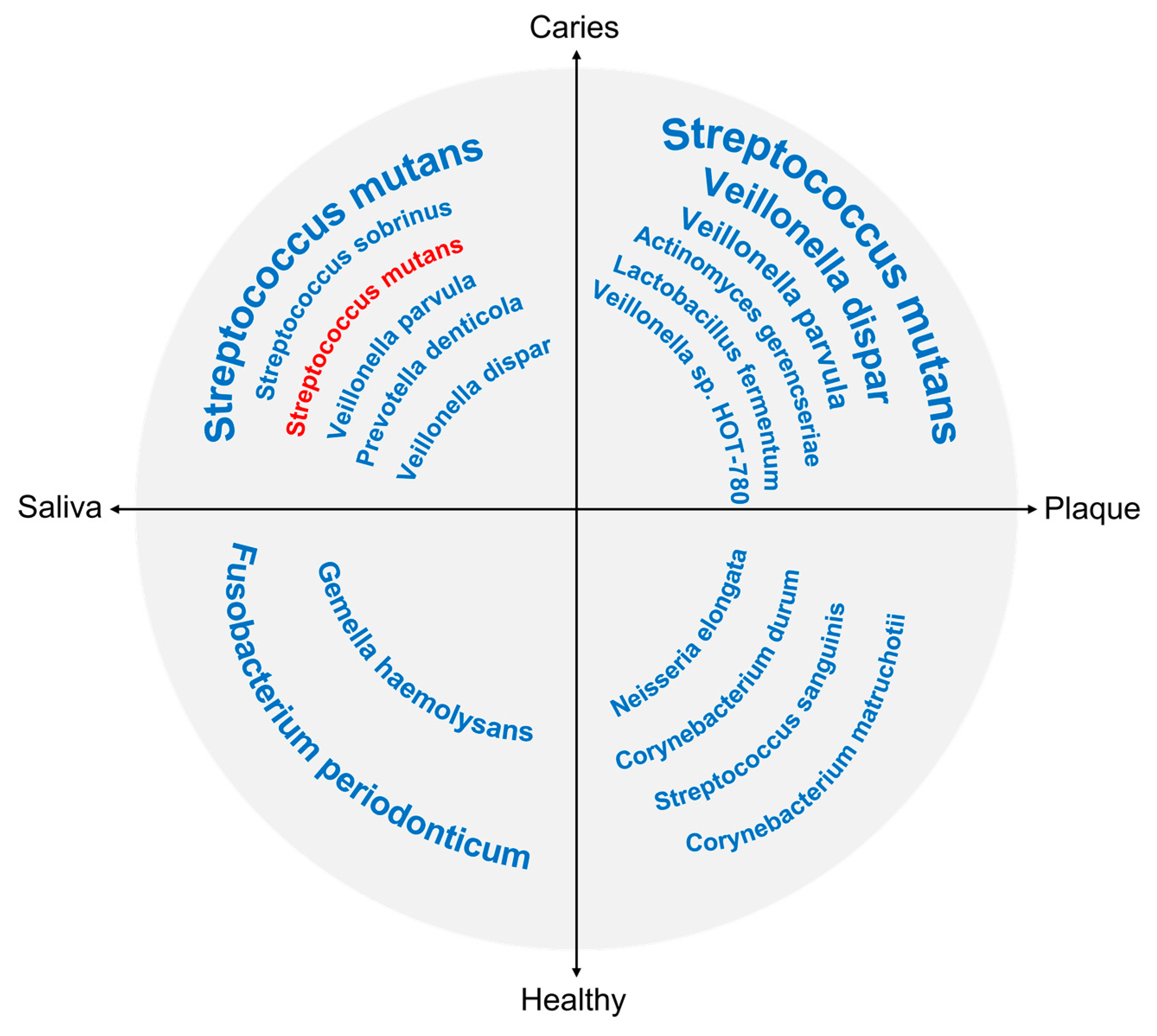 Oral Microbiome and Dental Caries Development