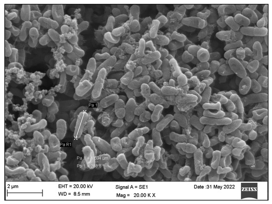 Topographical and Ultrastructural Evaluation of Titanium Plates Coated ...