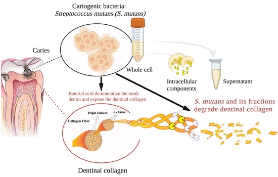 Dentistry Journal | Free Full-Text | Streptococcus mutans Proteases ...