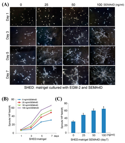Semaphorin 4D Induces Vasculogenic Differentiation of Dental Pulp Stem ...