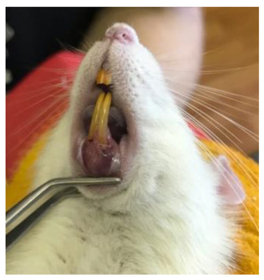 Dentistry Journal | Free Full-Text | A New Way to Model Periodontitis in Laboratory Animals