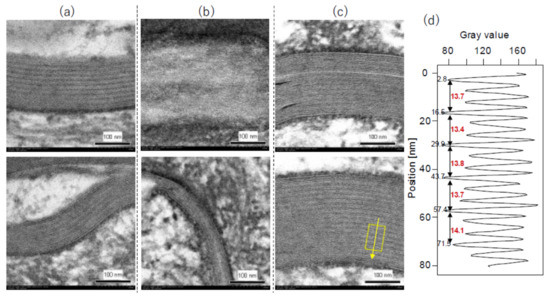 Dermato | Free Full-Text | Stratum Corneum Structure and Function Studied by X-ray Diffraction
