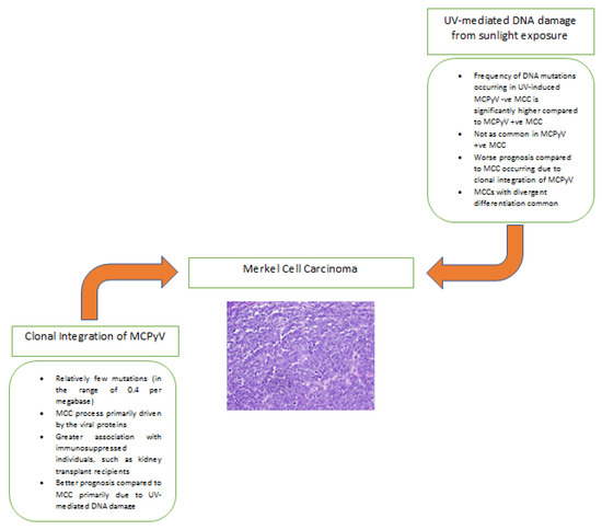 Merkel Cell Carcinoma in Kidney Transplant Recipients