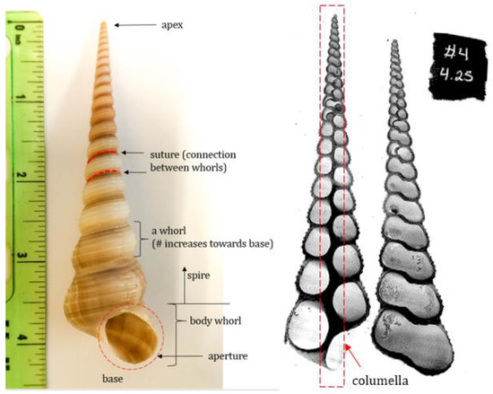 Parametric Analysis of a Spiraled Shell: Learning from Nature’s ...