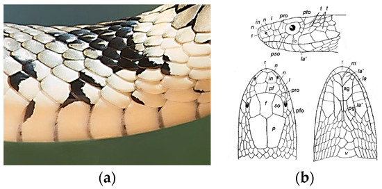 Classification and Selection of Cellular Materials in Mechanical Design ...