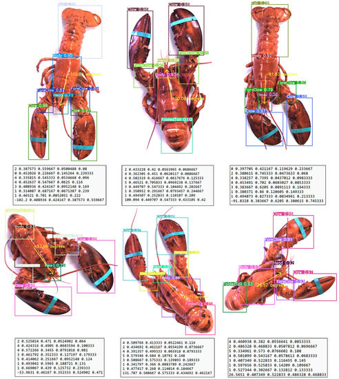Lobster Position Estimation Using YOLOv7 for Potential Guidance of ...