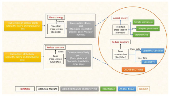 Designs | Free Full-Text | Supporting Multifunctional Bio-Inspired ...