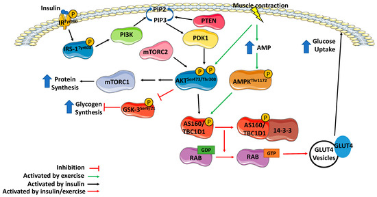 Effects of Acute Muscle Contraction on the Key Molecules in Insulin and Akt Signaling in ...