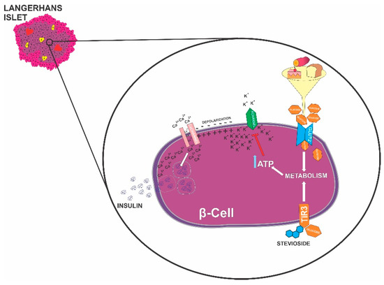 Impact of Dietary Sugars on β-Cell Function