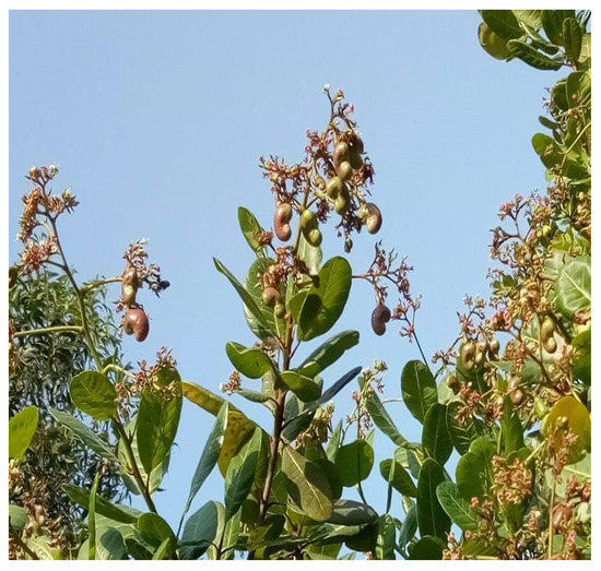 Diabetes Mellitus Management: An Extensive Review of 37 Medicinal Plants