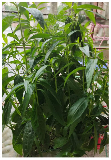 Diabetes Mellitus Management: An Extensive Review of 37 Medicinal Plants