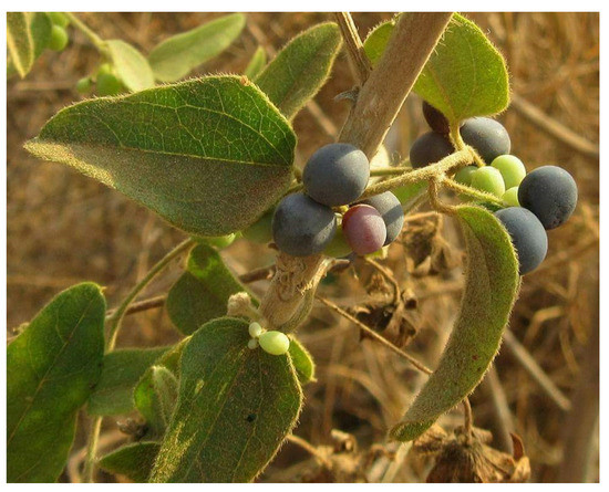 Diabetes Mellitus Management: An Extensive Review of 37 Medicinal Plants